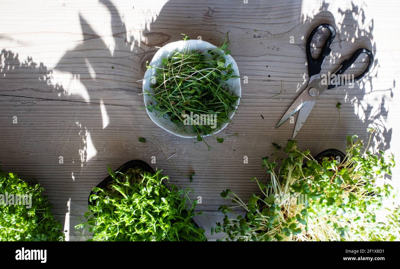 Top view of growing and cutting microgreens Stock Photo - Alamy