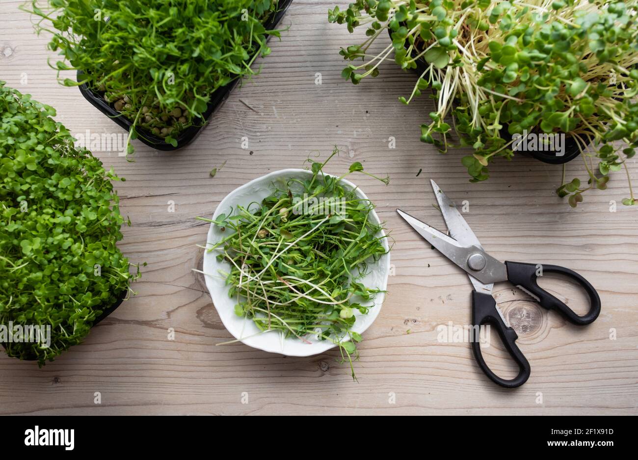 Microgreens cutting hi-res stock photography and images - Alamy
