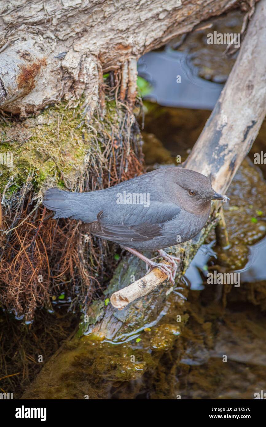 American dipper under water hi-res stock photography and images - Alamy