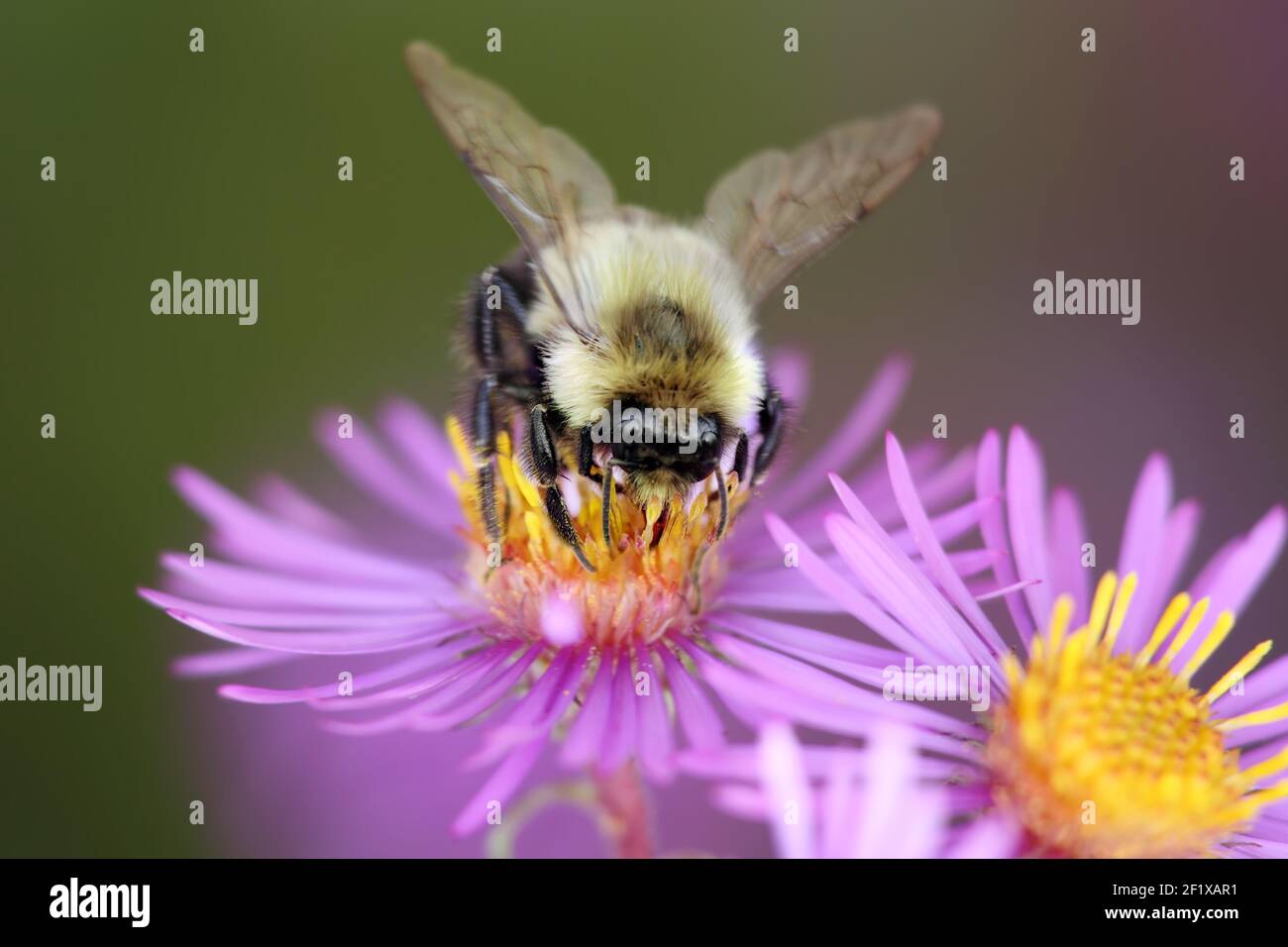 Close up bee collect nectar hi-res stock photography and images - Alamy