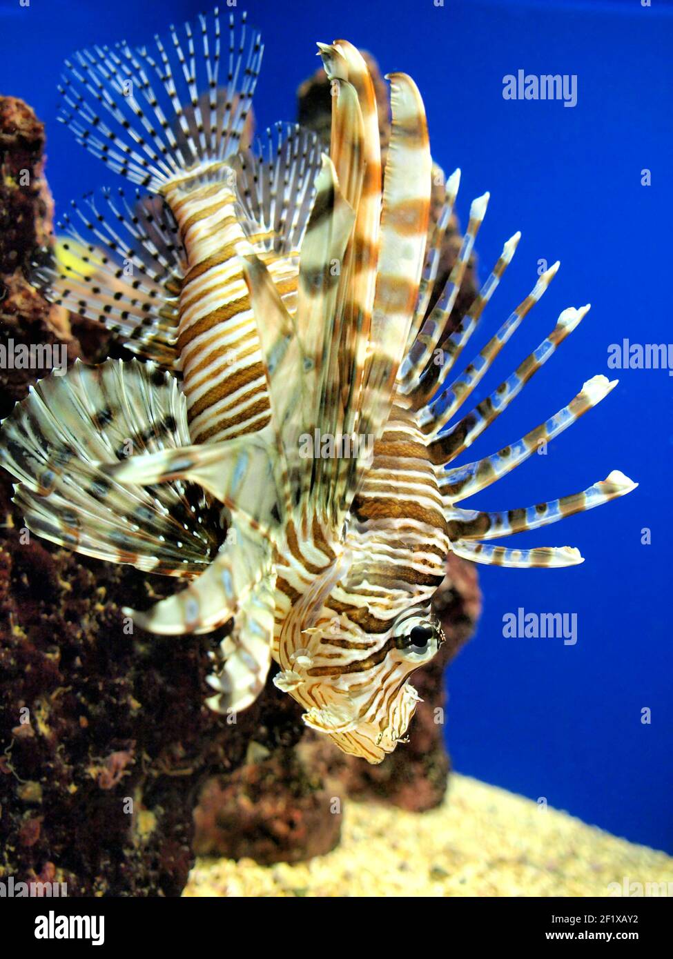 Blue fin lionfish hi-res stock photography and images - Alamy