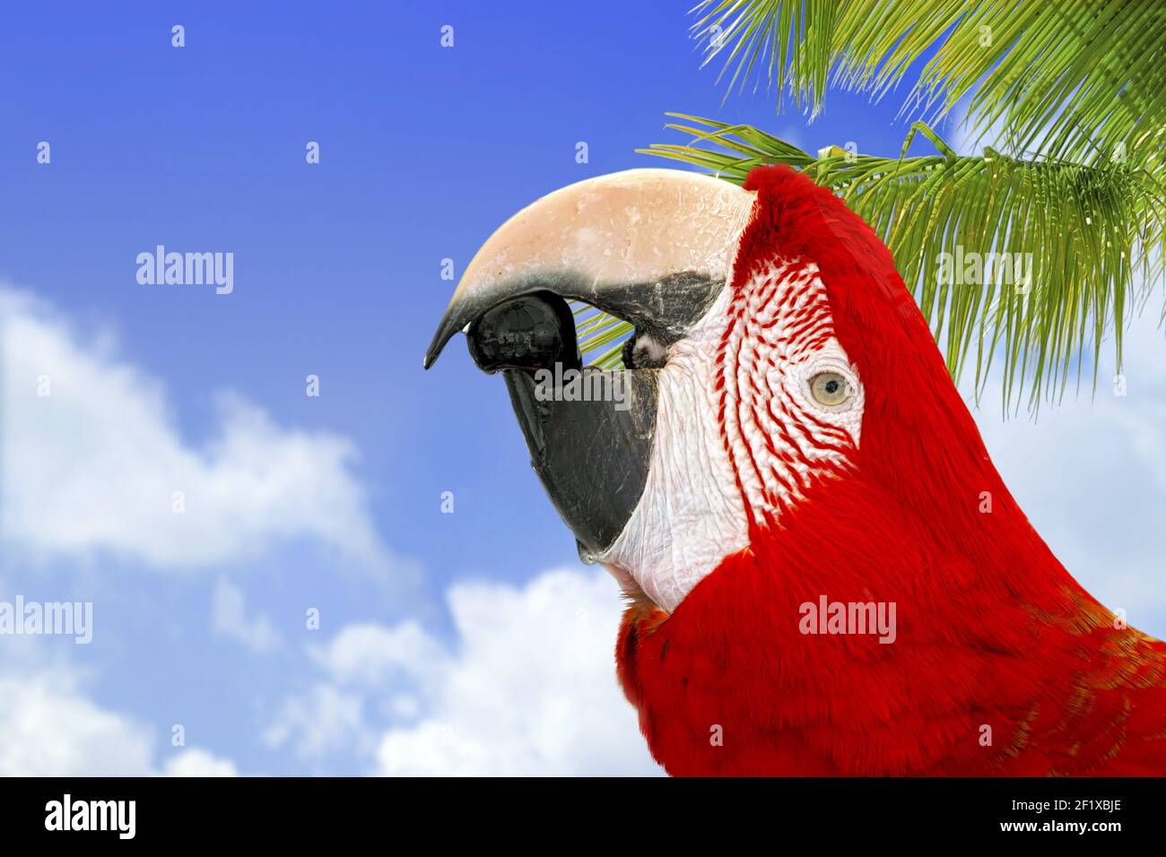 Macaw feather hi-res stock photography and images - Alamy