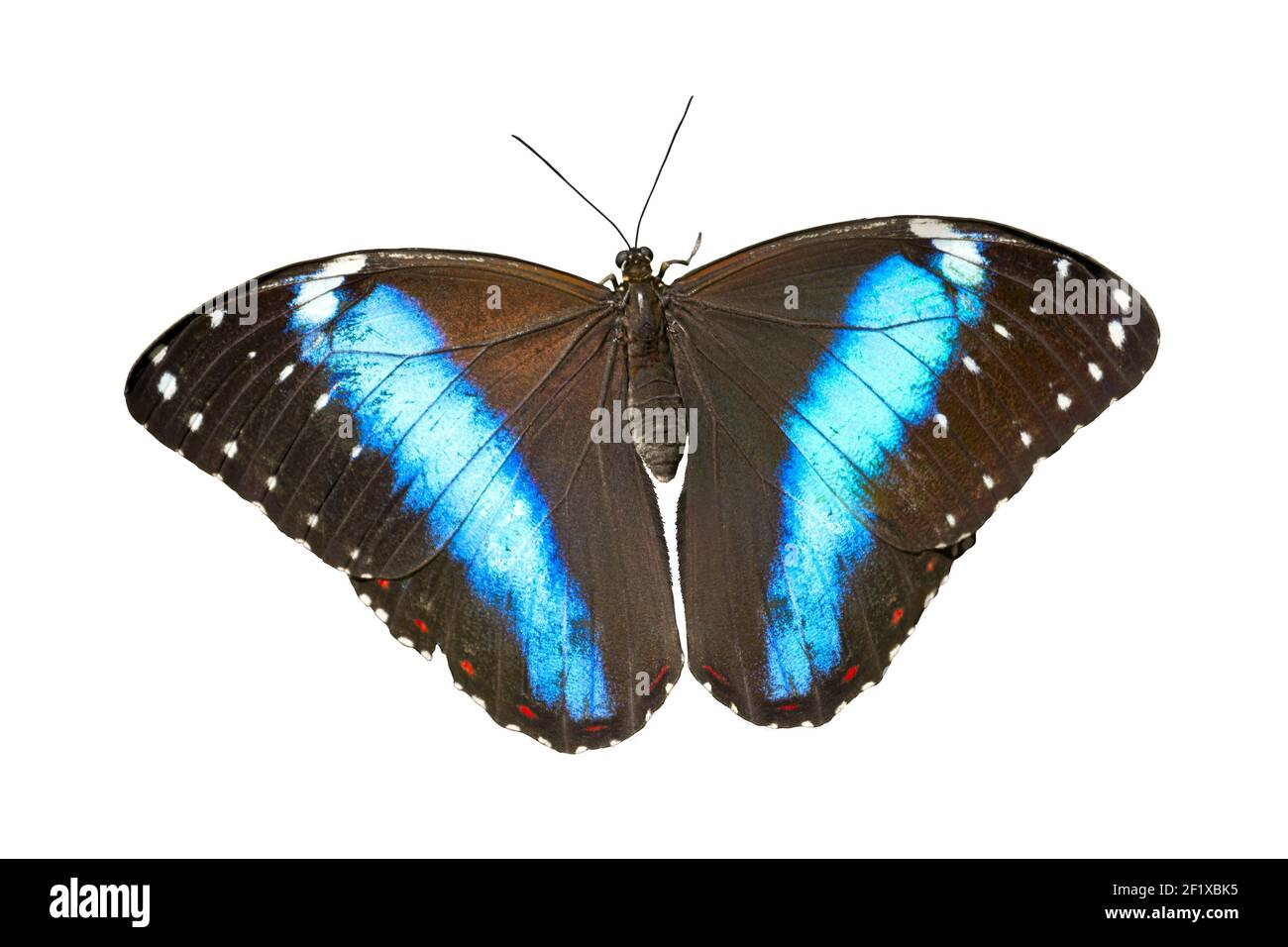 Open wing butterfly hi-res stock photography and images - Alamy