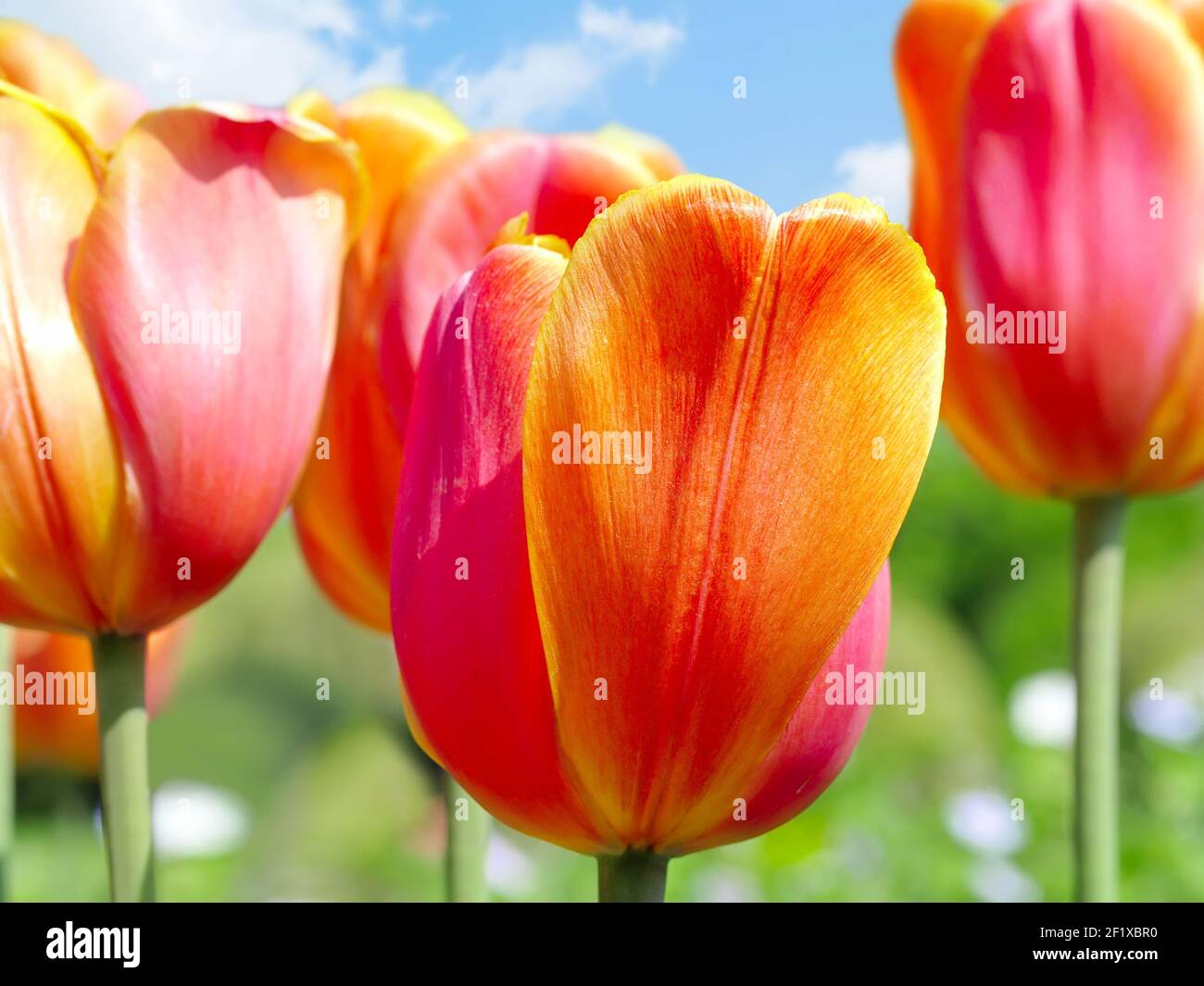 Beautiful tulips hi-res stock photography and images - Alamy
