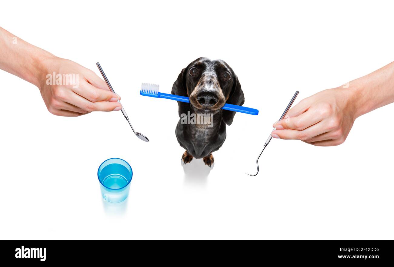 Floss dental care Cut Out Stock Images & Pictures - Alamy