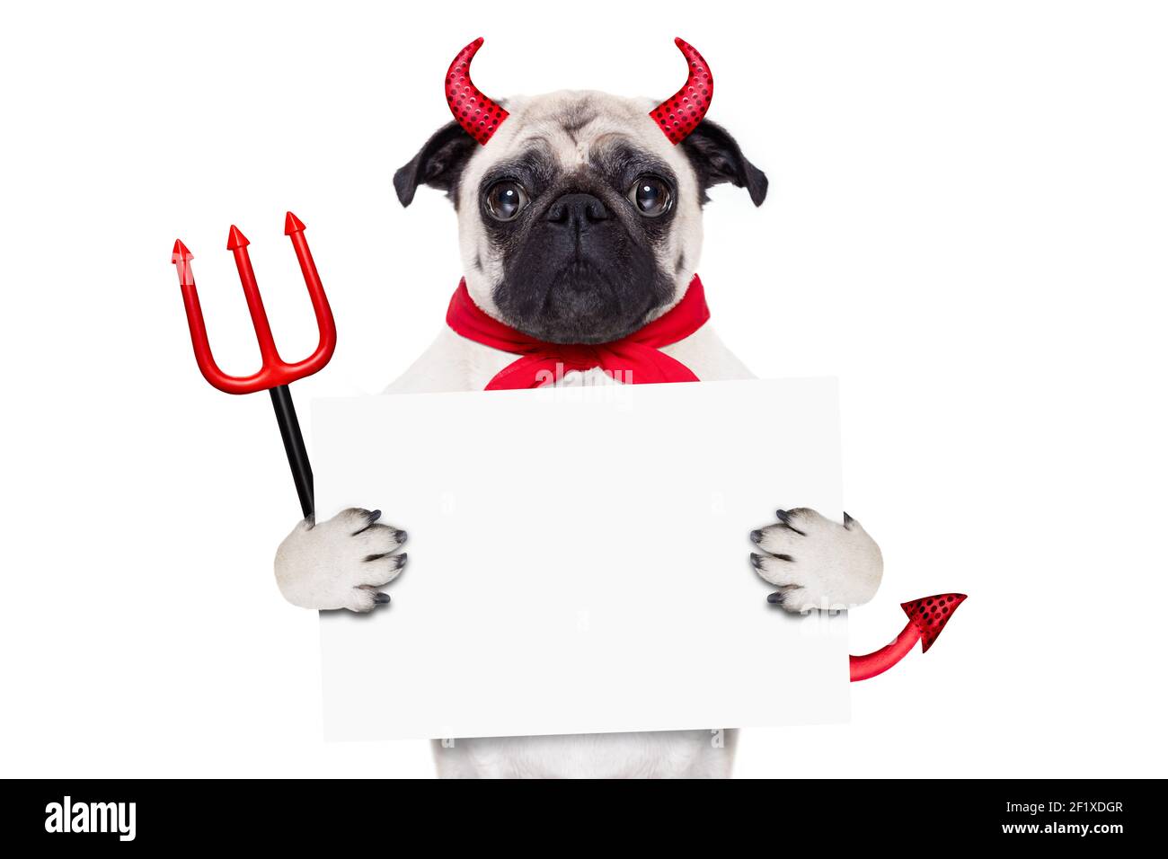 Funny pug dog halloween hi-res stock photography and images - Alamy