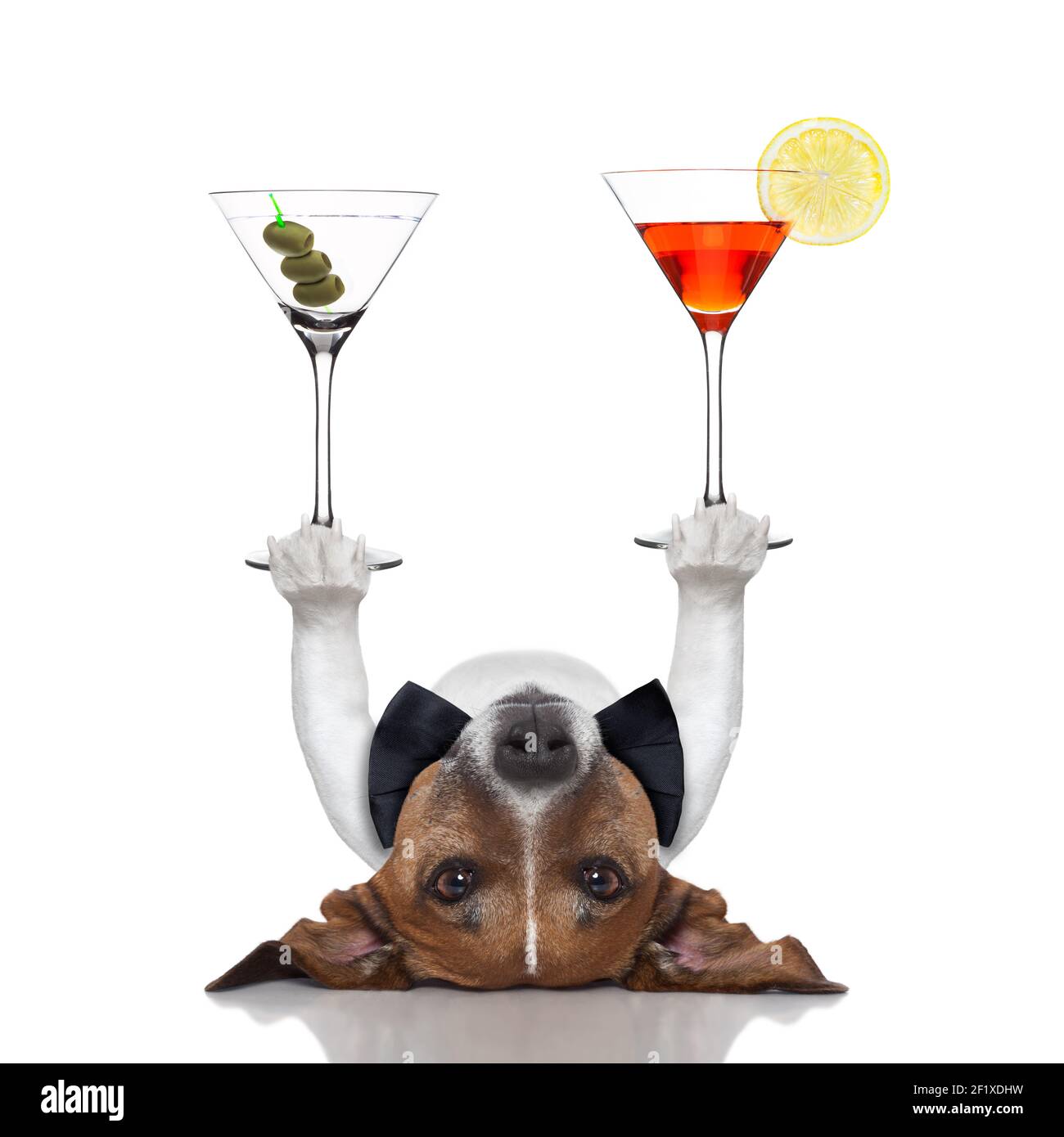 Aperitif dog hi-res stock photography and images - Alamy