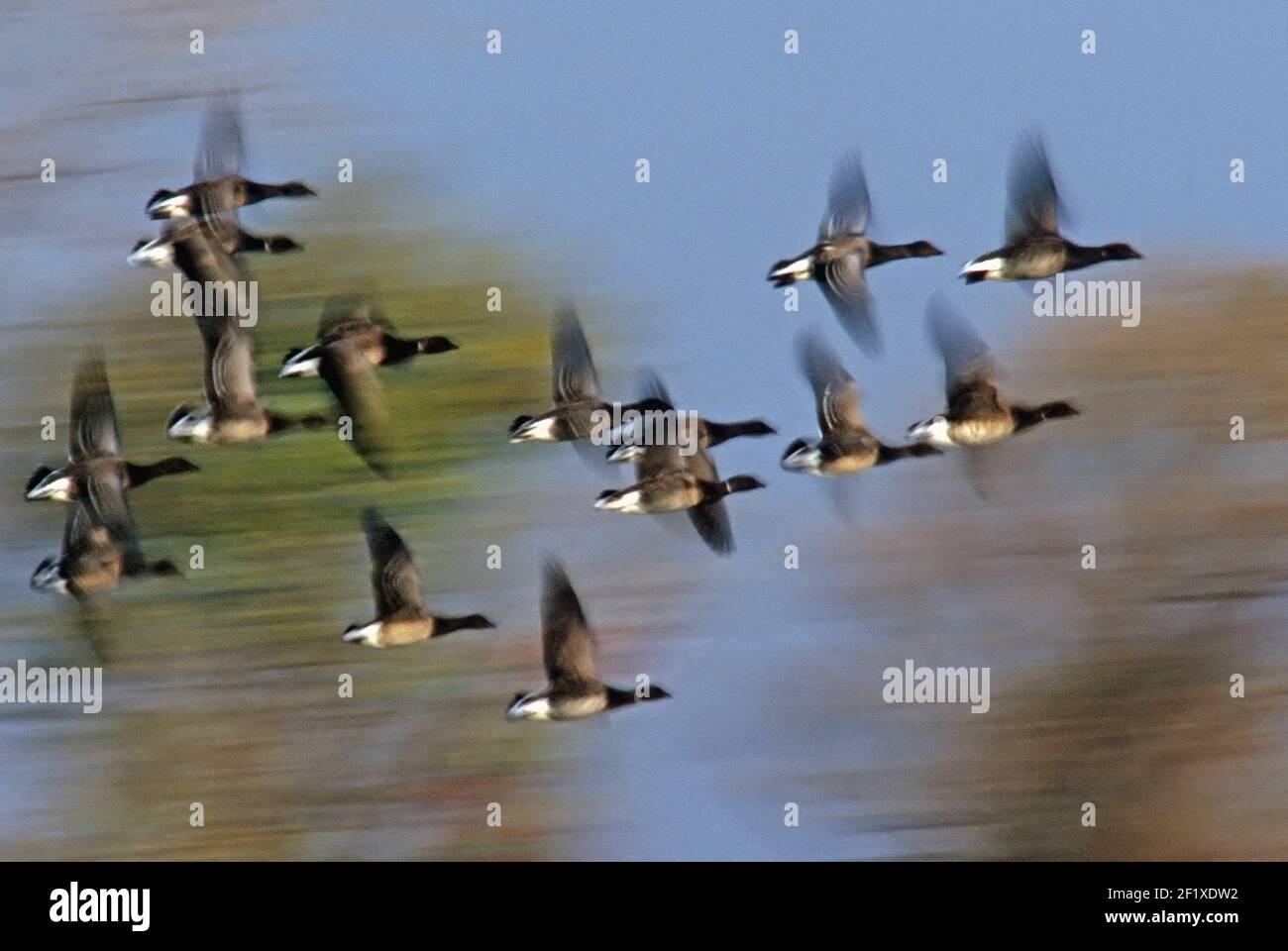 Atlantic Brant. Branta Bernicla Hrota. Jamaica Bay, Gateway NRA ...