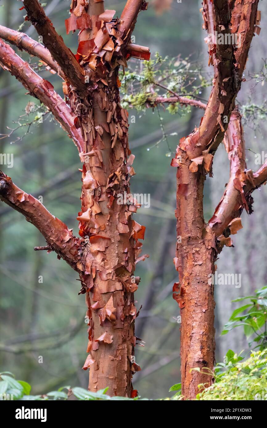 Peeling maple tree bark hi-res stock photography and images - Alamy