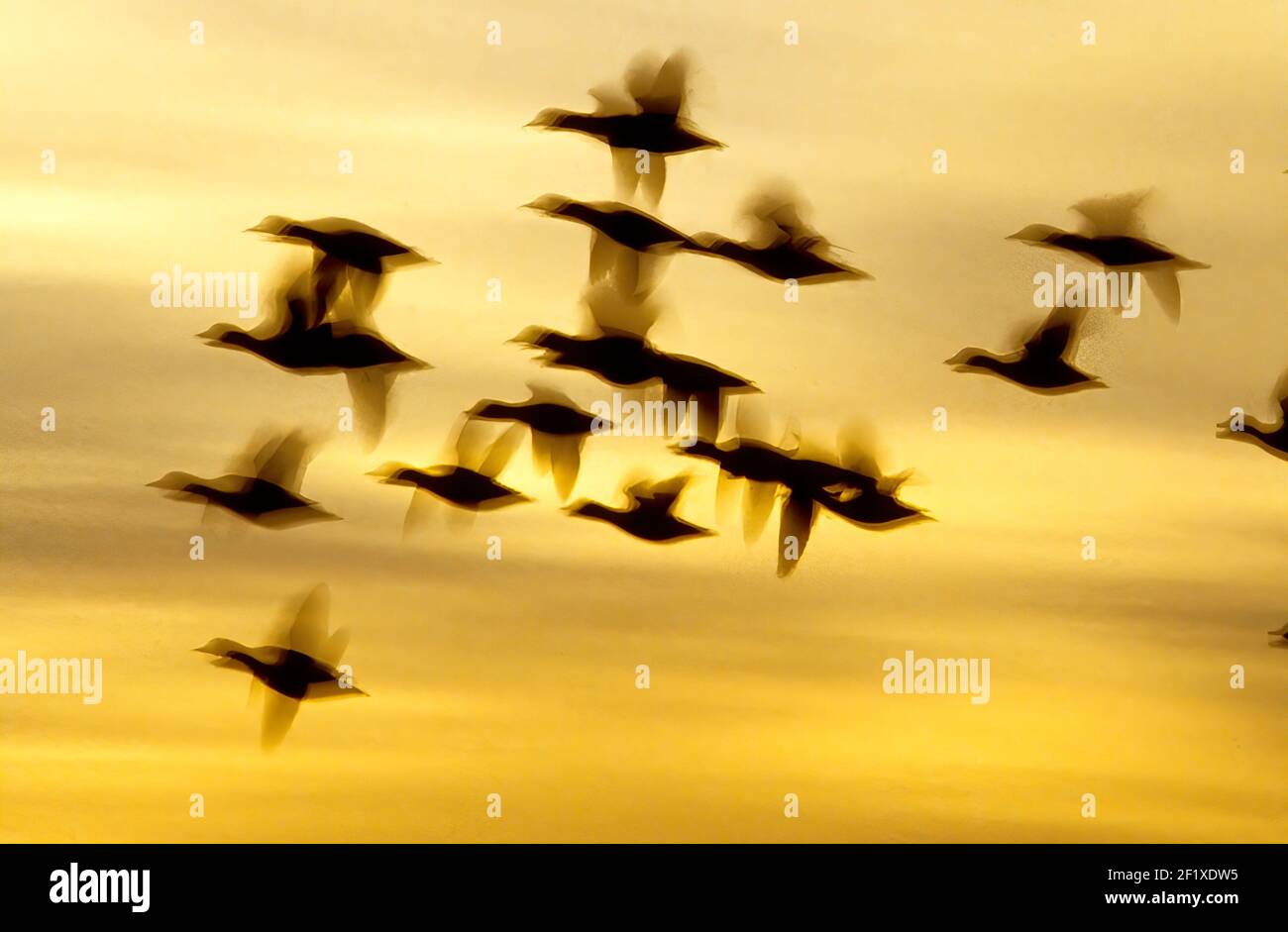 Greater scaup flock flight silhouette against yellow sky Stock Photo ...