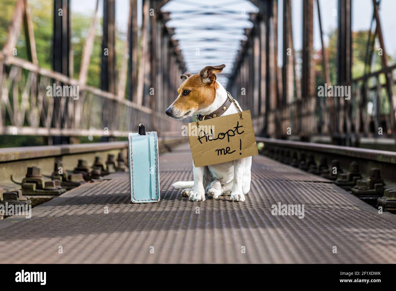 Lost and homeless abandoned dog Stock Photo - Alamy