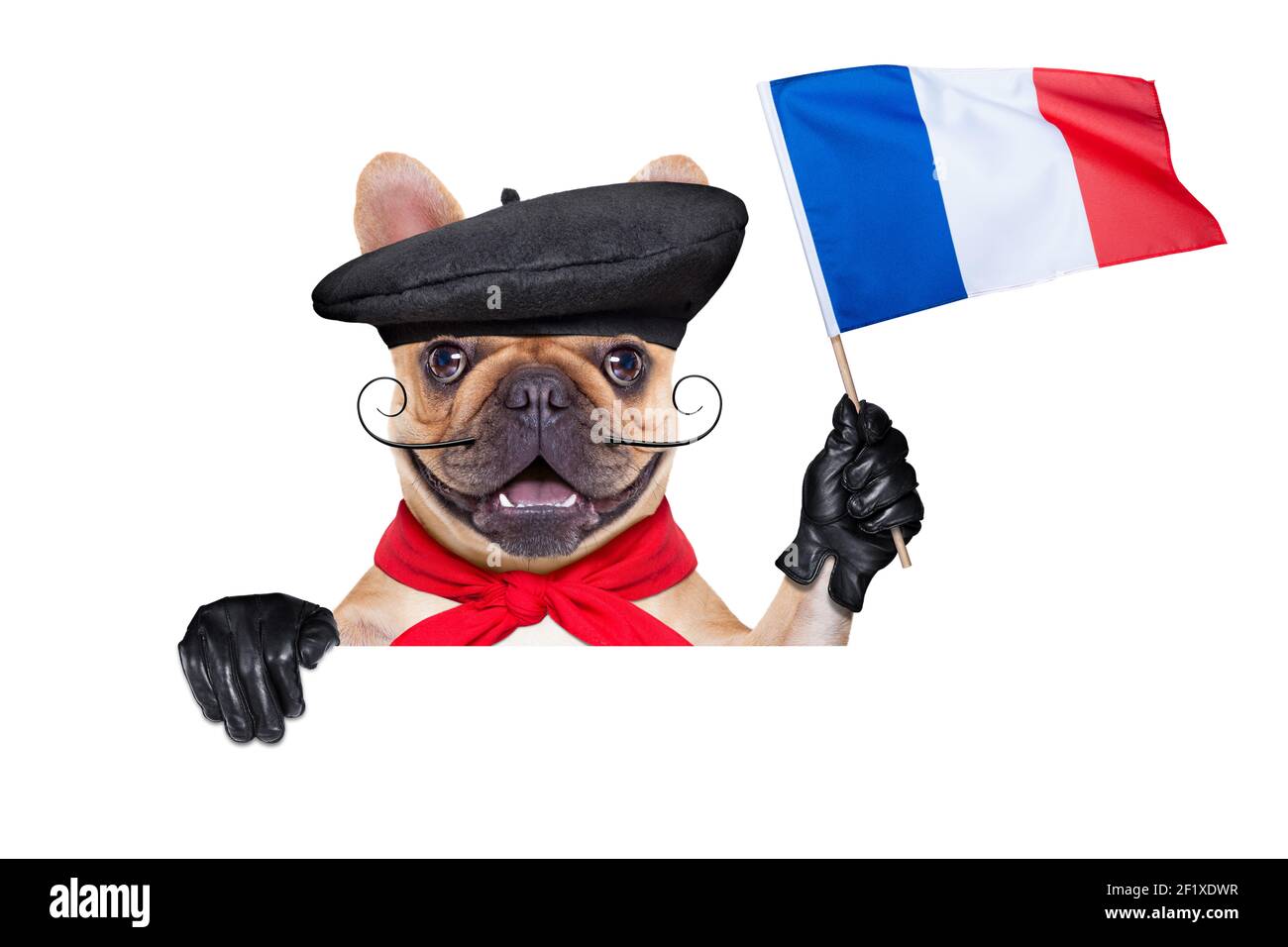 Animal france french Cut Out Stock Images & Pictures - Alamy