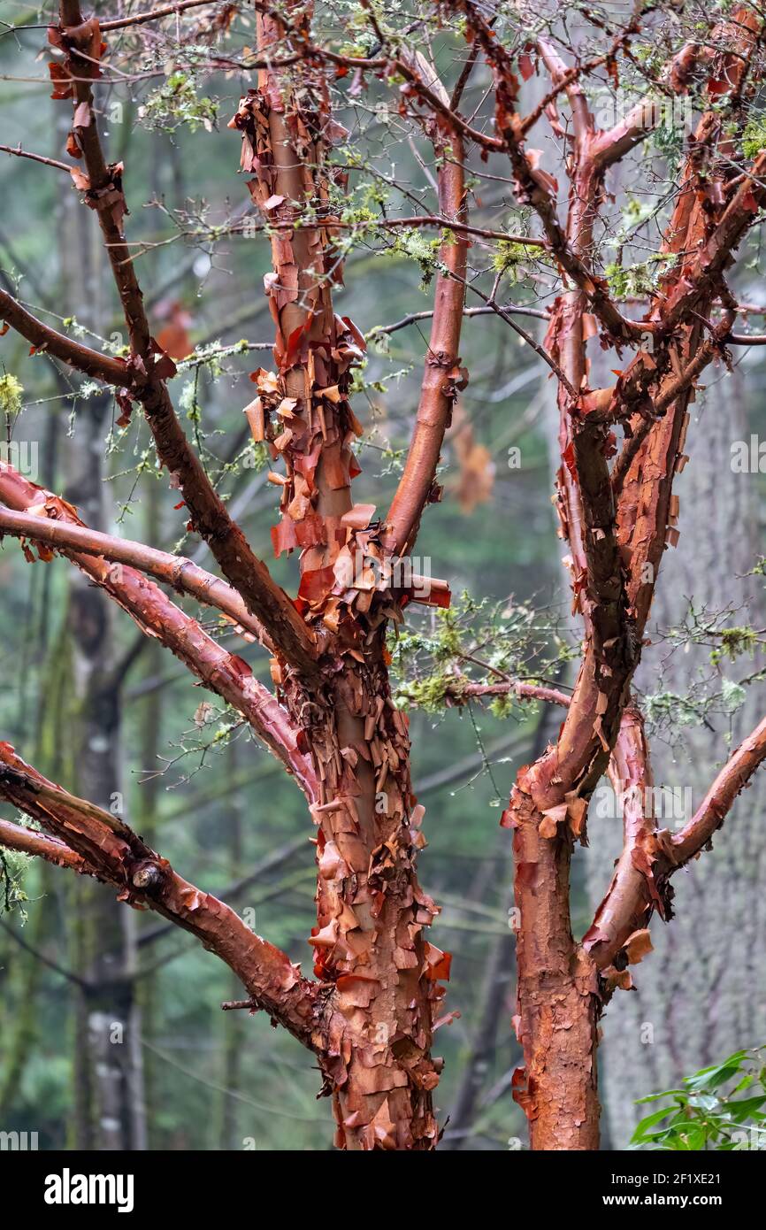Peeling maple tree bark hi-res stock photography and images - Alamy