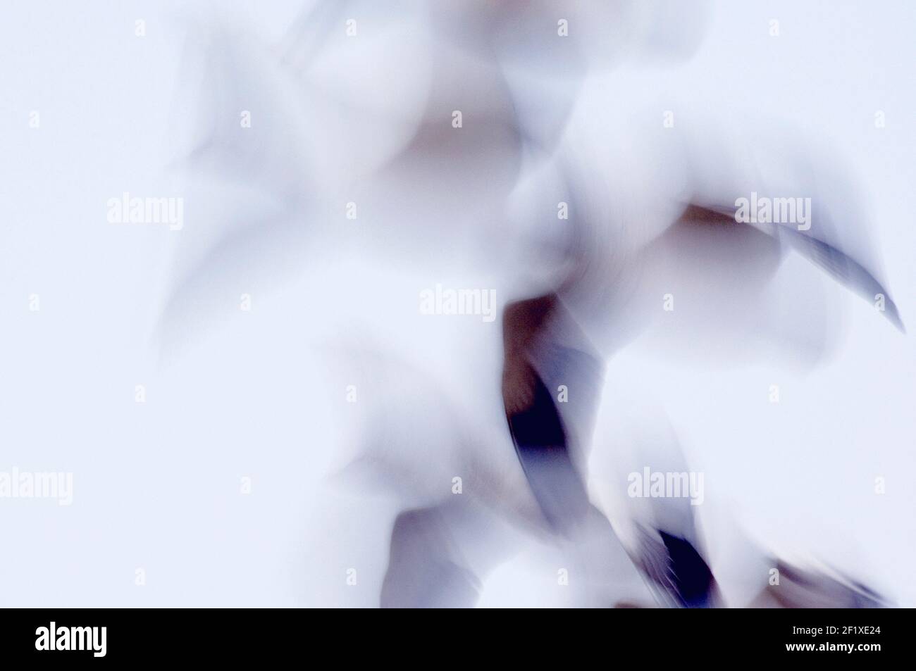 Motion blur wings hi-res stock photography and images - Alamy