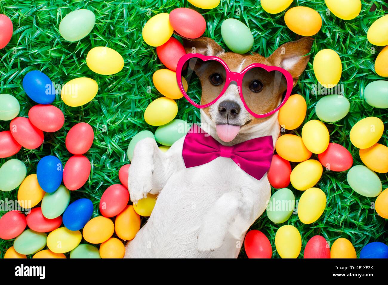 Easter bunny dog with eggs Stock Photo - Alamy
