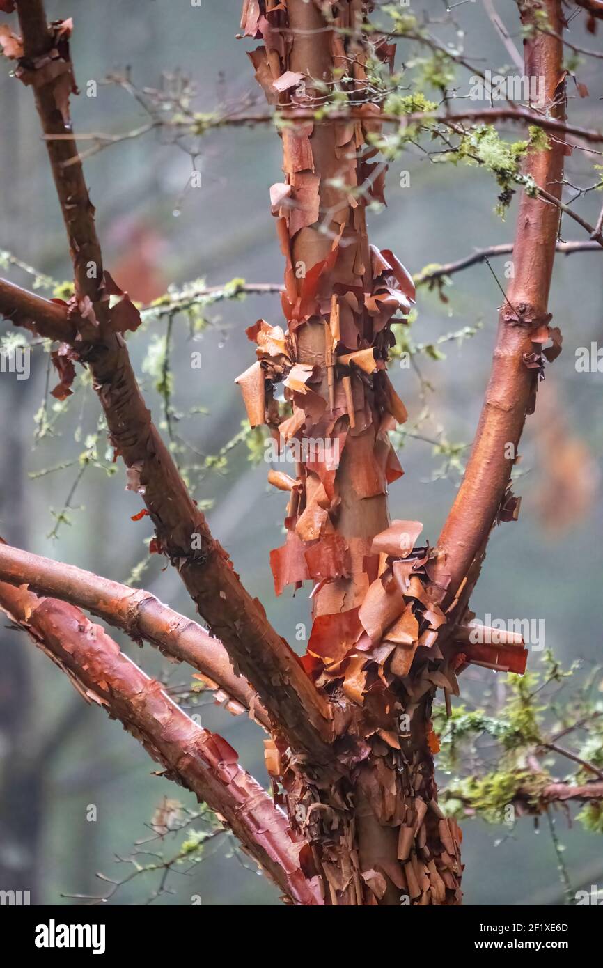 Acer griseum paperbark maple tree hi-res stock photography and images ...