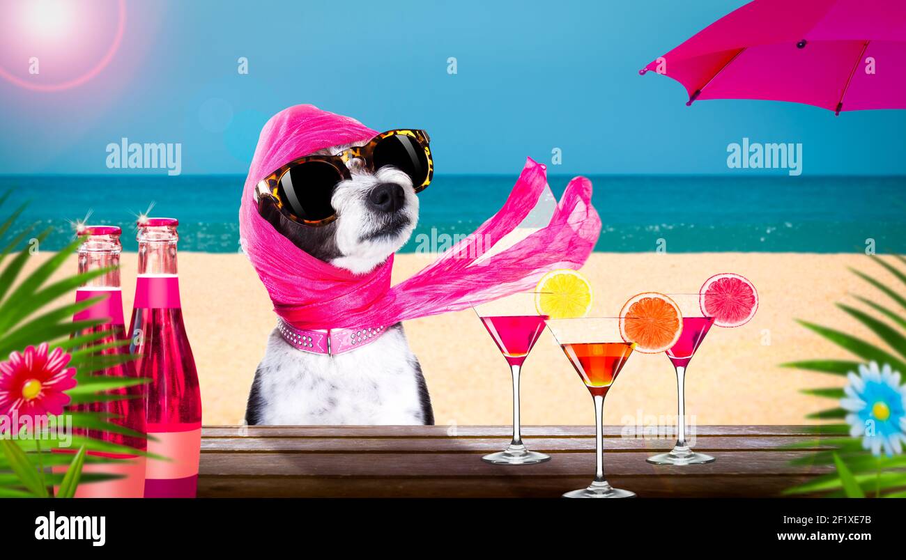 Cocktail drink dog on summer holiday vacation a the beach club bar ...