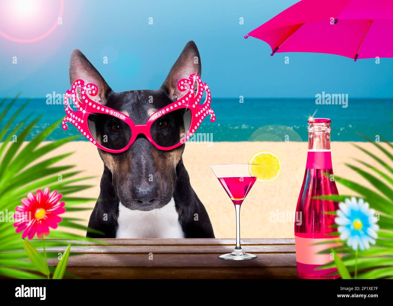 Pitbull sun hi-res stock photography and images - Alamy