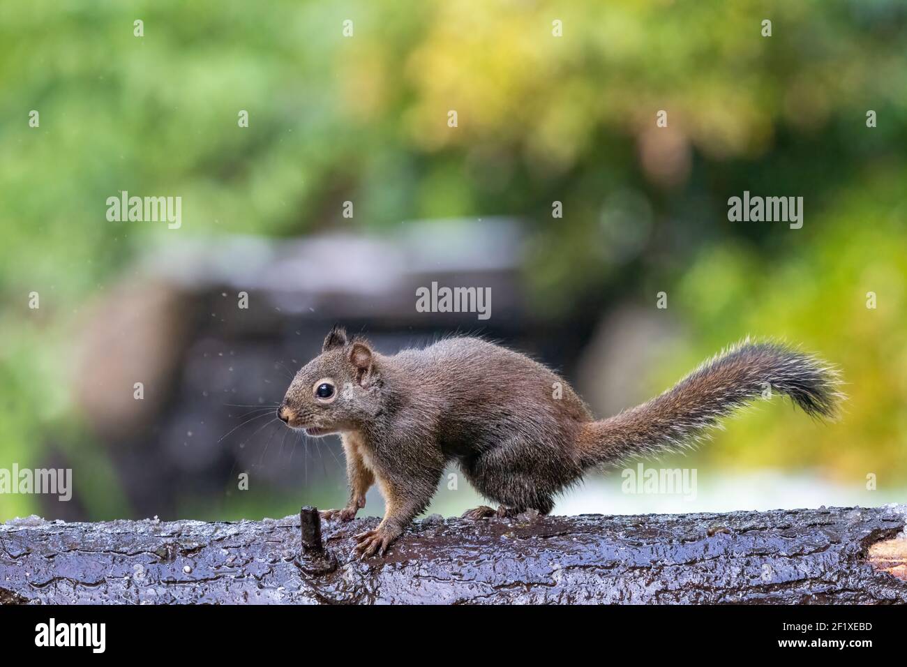 Shaking its tail hi-res stock photography and images - Alamy