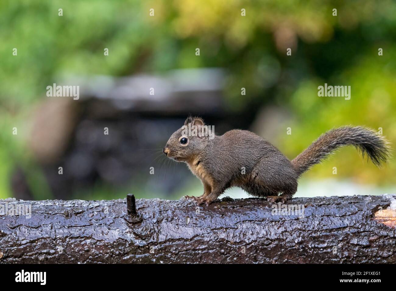 Issaquah, Washington, USA. Douglas Squirrel standing on a log. Also ...