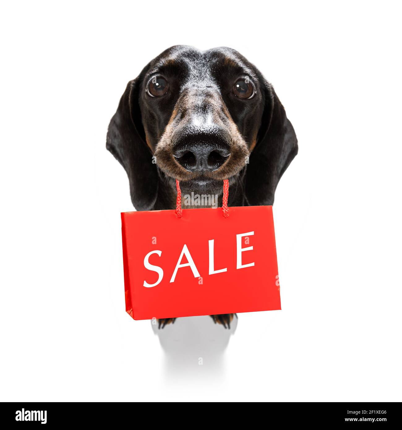 Sale shopping dog Stock Photo - Alamy