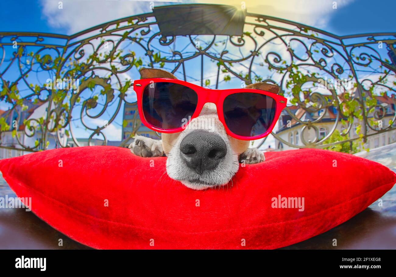 Dog sunbathing on balcony Stock Photo - Alamy