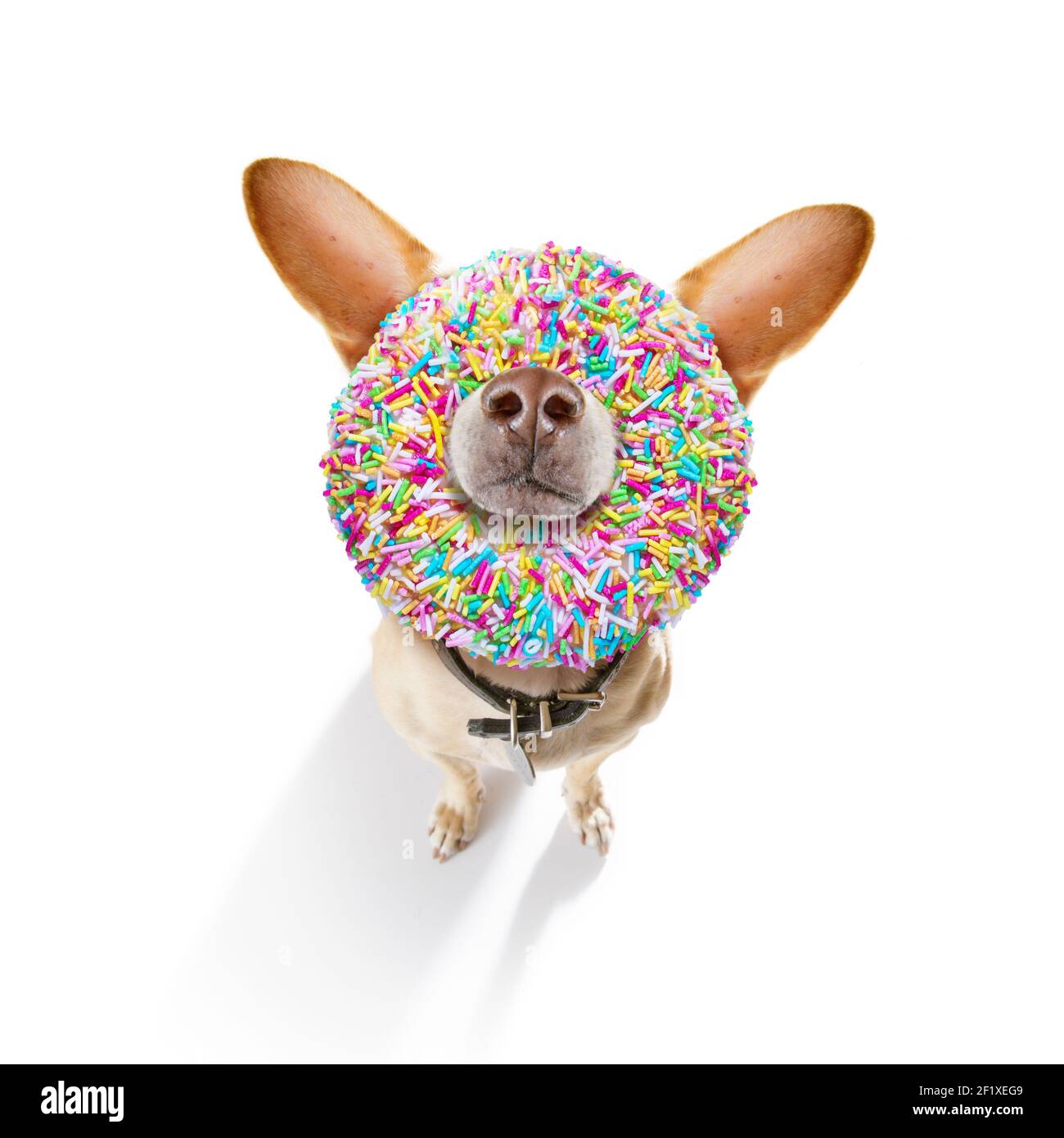Dog with a donut Stock Photo - Alamy