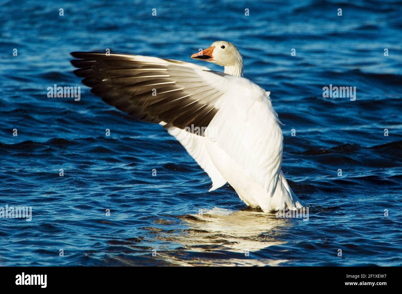Birds flapping their wings hi-res stock photography and images - Alamy