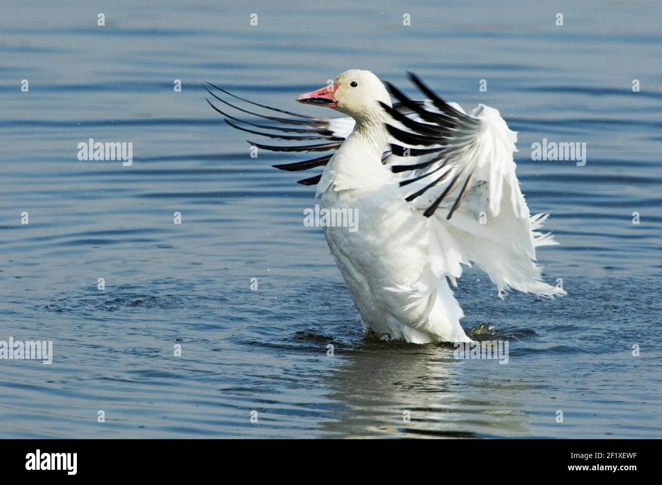 Birds flapping their wings hi-res stock photography and images - Alamy