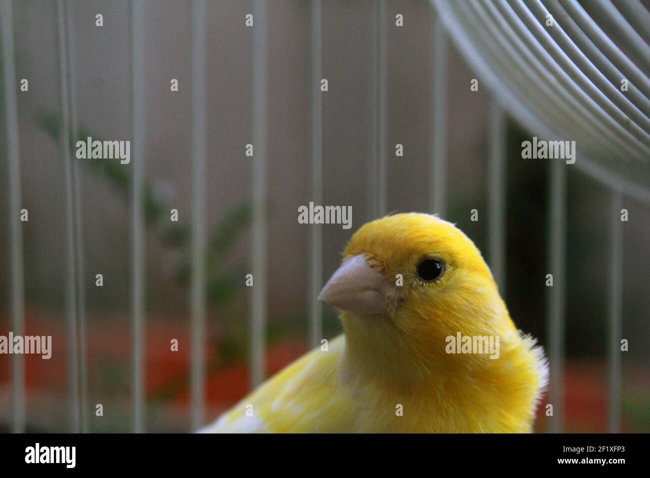 Canary bird in cage hi-res stock photography and images - Alamy