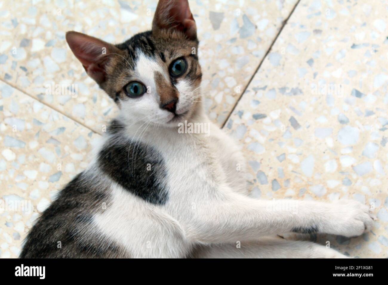 Spotted Cute Looking Cat Through The Camera Lens Stock Photo - Alamy