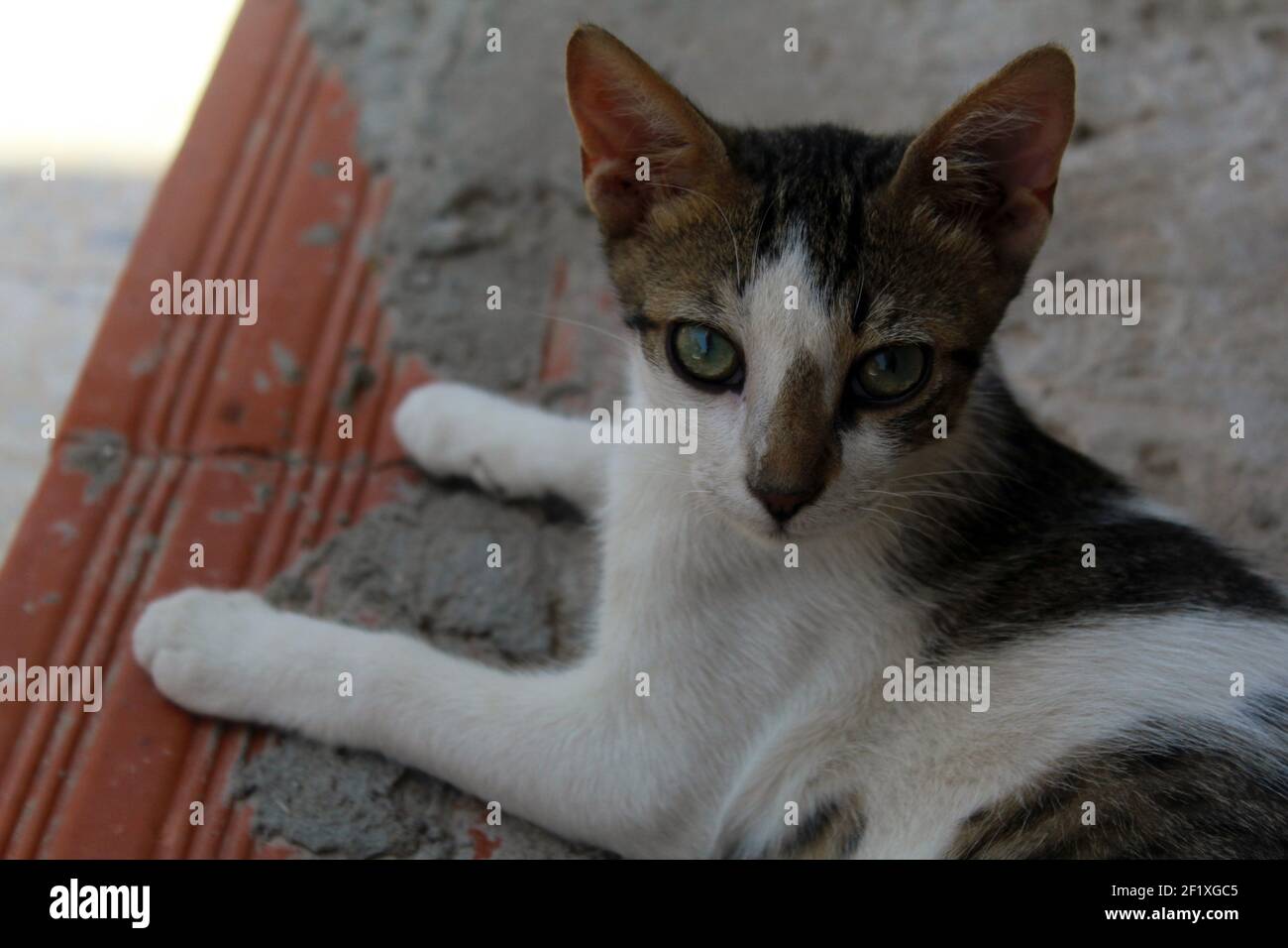 Spotted Cute Looking Cat Through The Camera Lens Stock Photo - Alamy