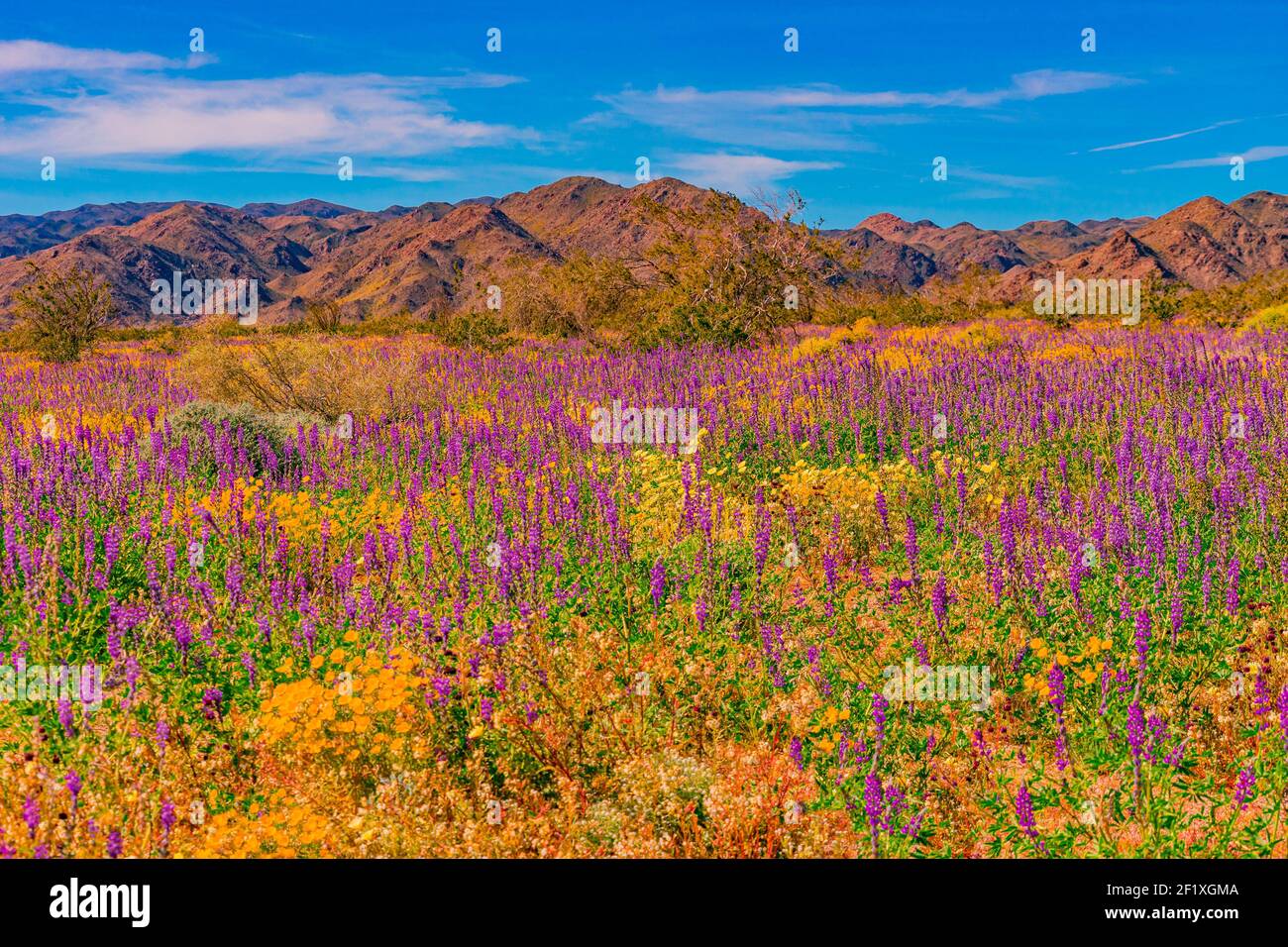 Flower in bloom no people hi-res stock photography and images - Alamy