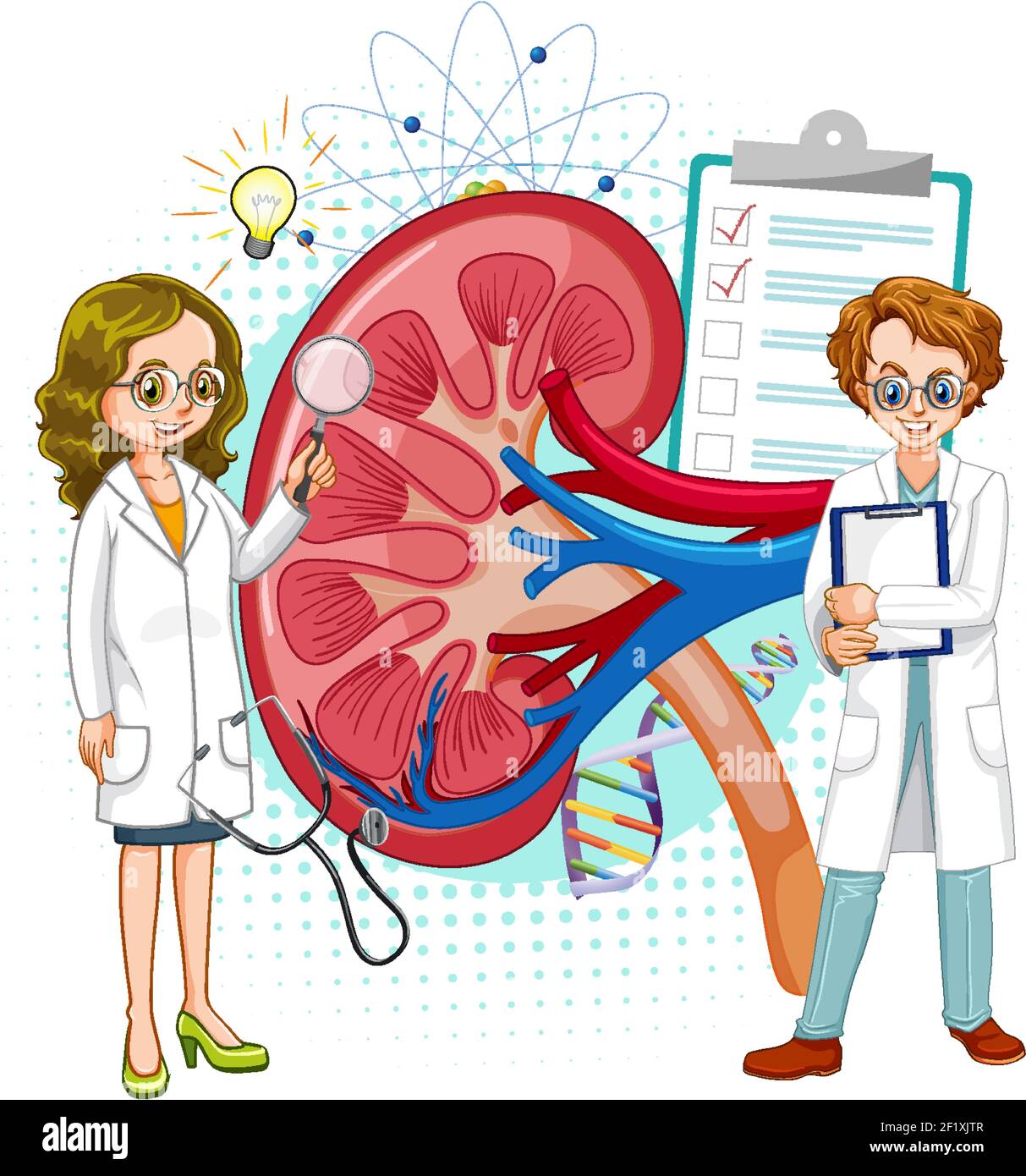 Doctor and human kidney anatomy on white background illustration Stock ...