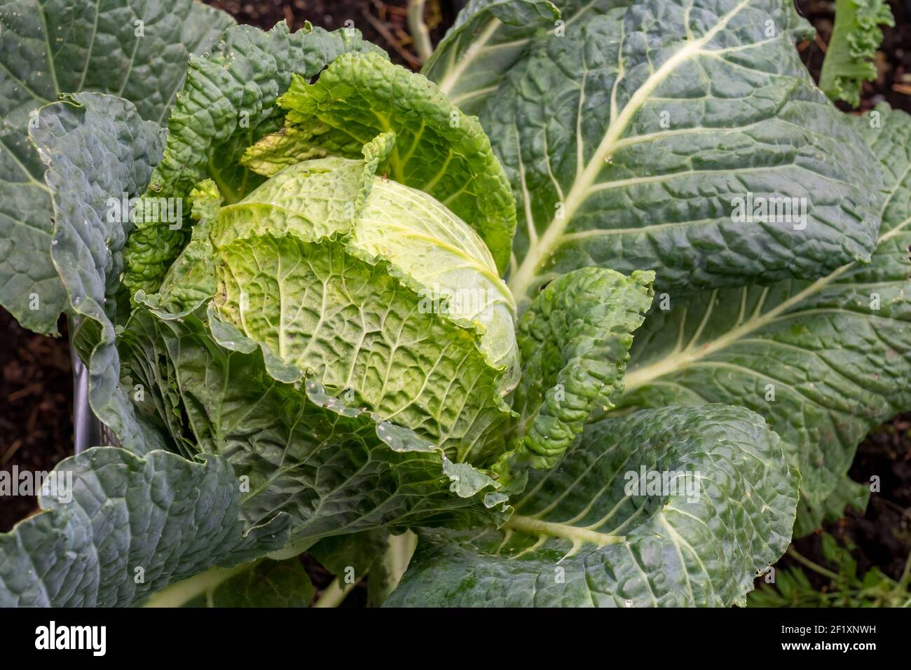 Issaquah, Washington, USA. Savoy Cabbage plant with a head ready to ...