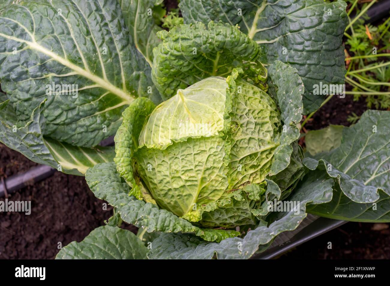 Issaquah, Washington, USA. Savoy Cabbage plant with a head ready to ...