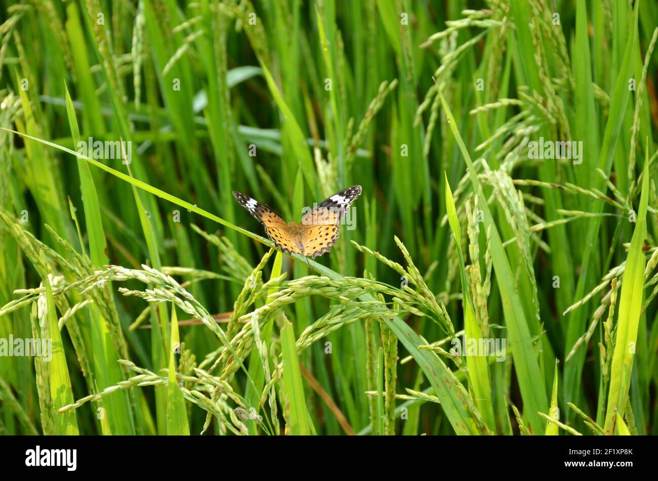 Bug on paddy plants hi-res stock photography and images - Alamy