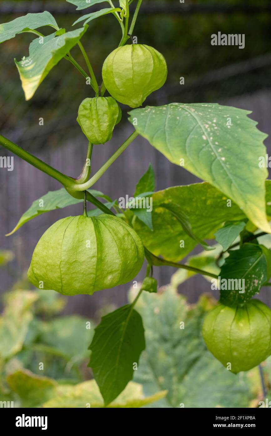 Tomatillos growing hi-res stock photography and images - Alamy