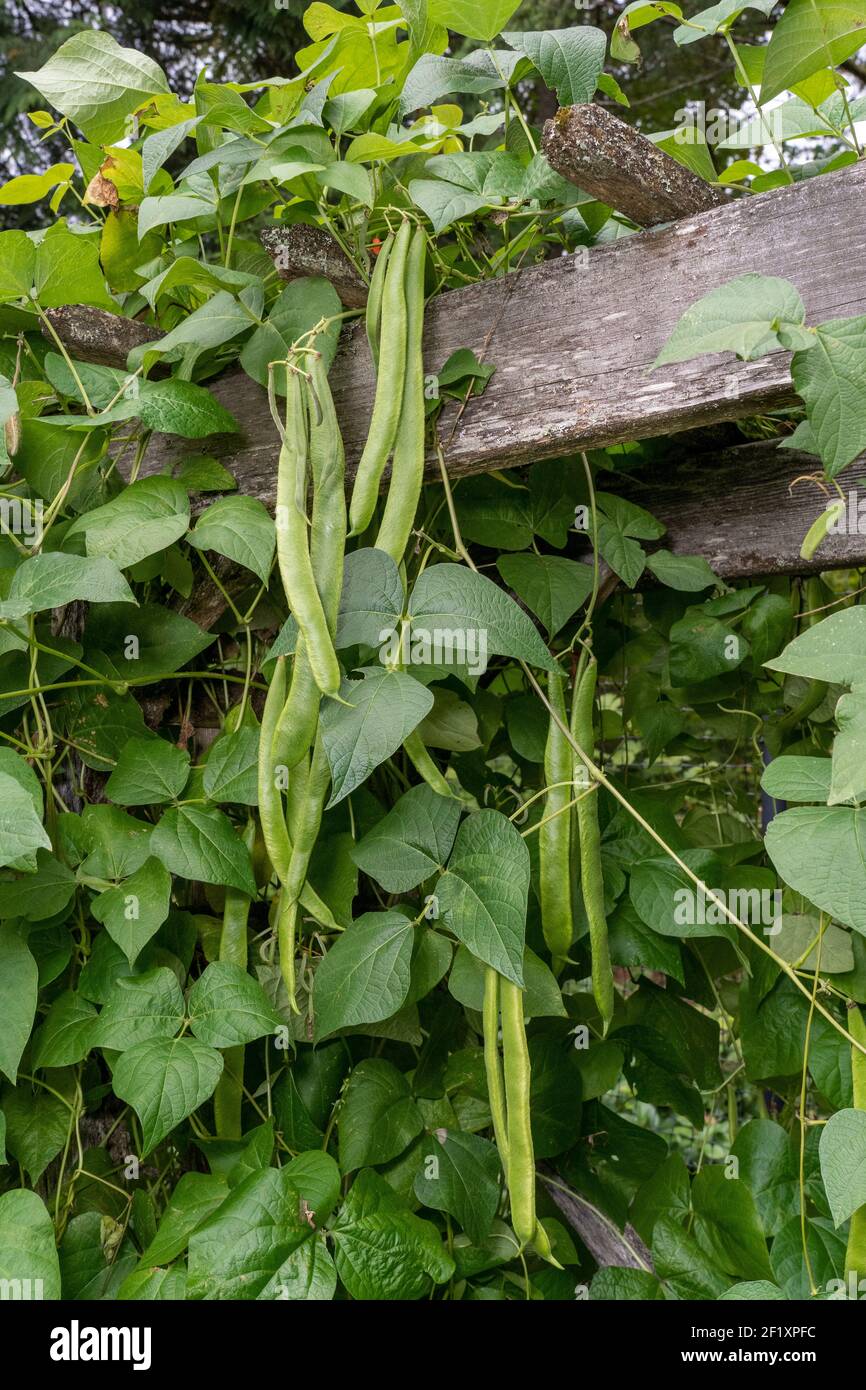 Bean trellis hi-res stock photography and images - Alamy