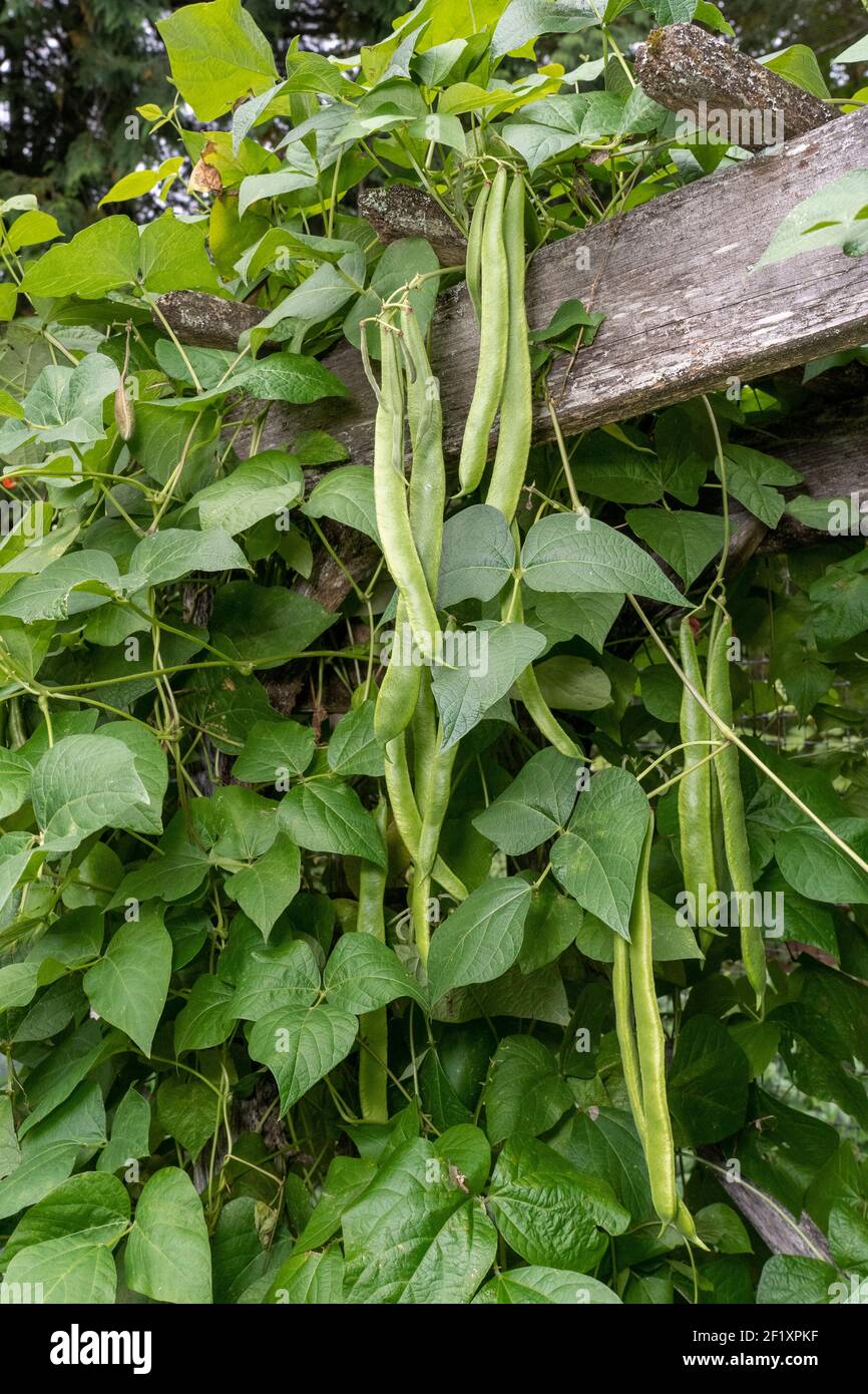 Runner beans structure hi-res stock photography and images - Alamy