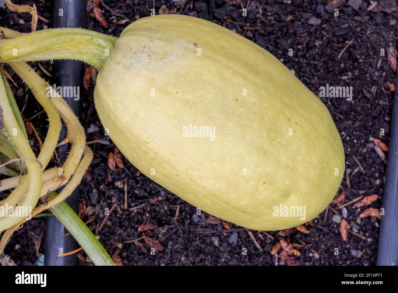 Issaquah, Washington, USA. Spaghetti squash plant ready to harvest ...