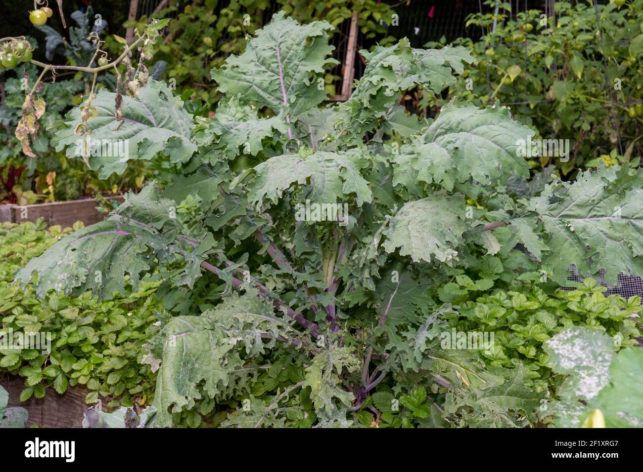 Issaquah, Washington, USA. Russian Red Kale plant. This heirloom kale ...