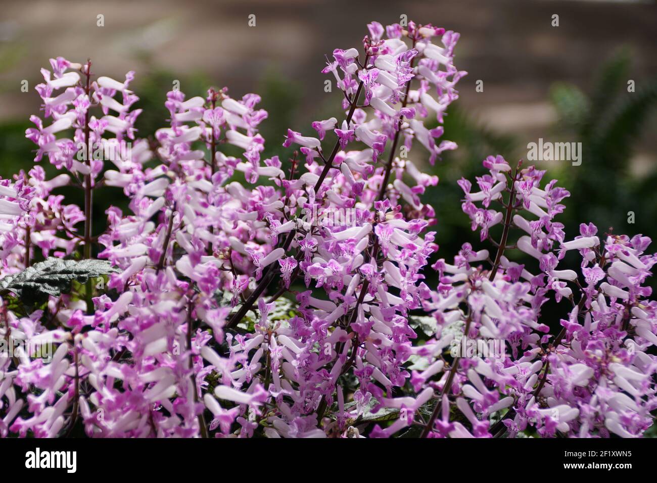 Beautiful purple clusters of Spurflower 'Velvet Lady' with scientific ...
