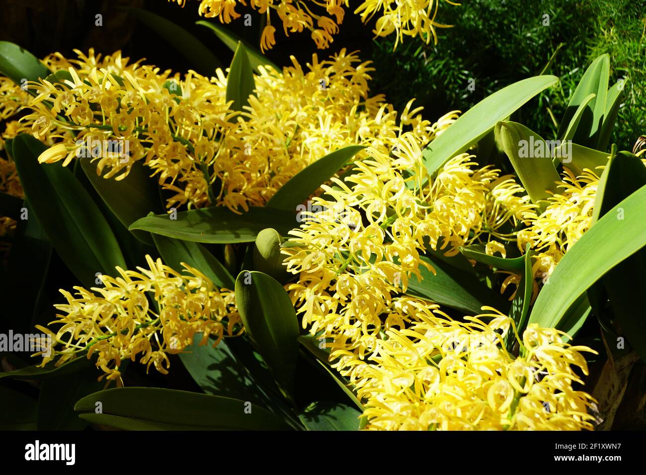 The cluster of the tiny yellow Dendrobium Speciosum orchid flowers from ...