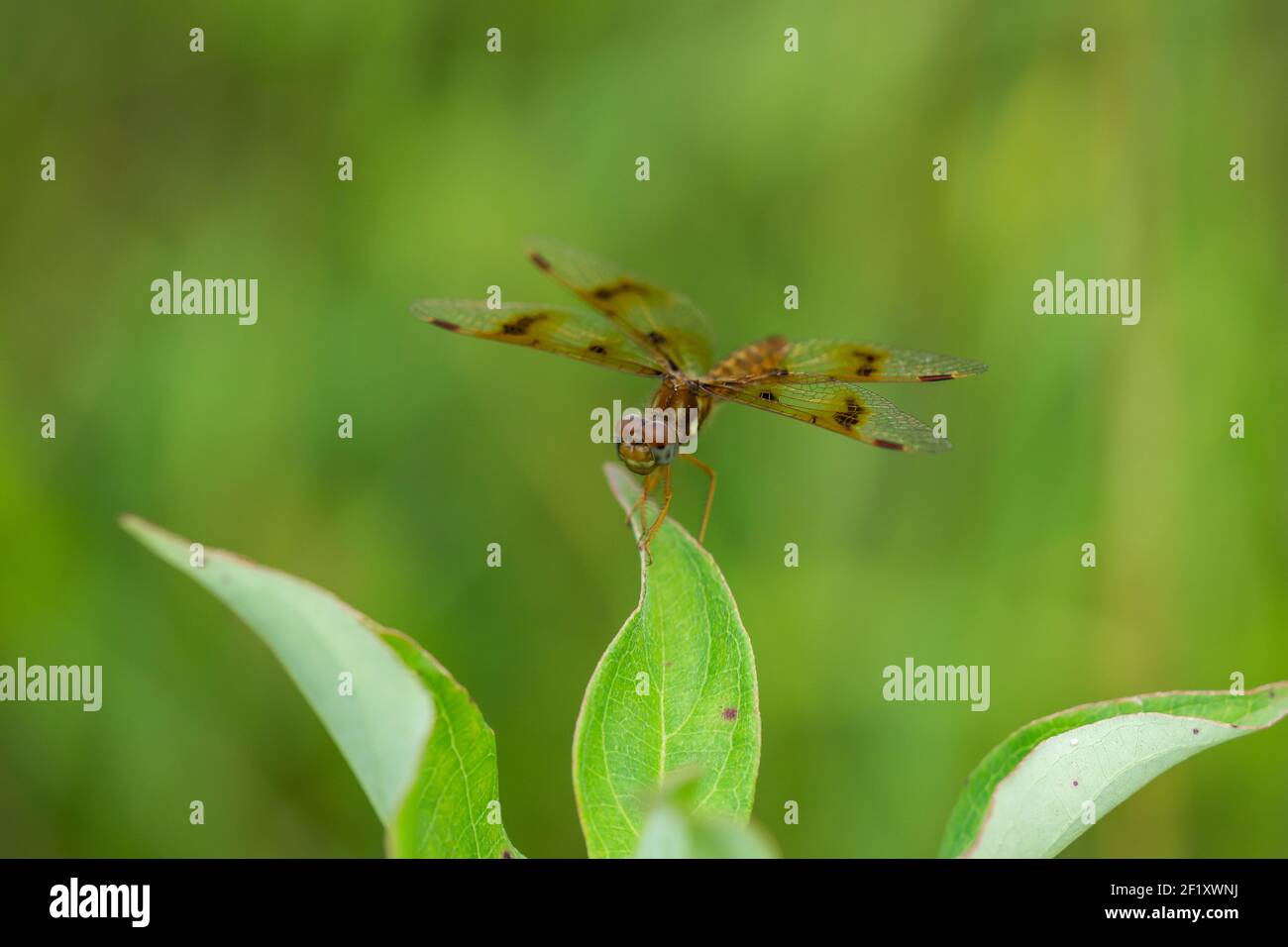 Eastern amberwing hi-res stock photography and images - Alamy