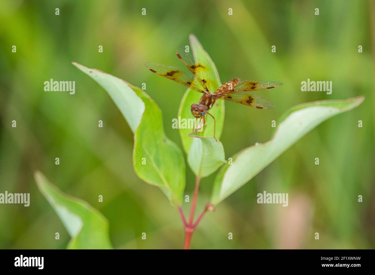 Eastern Amberwing Dragonfly in Summer Stock Photo - Alamy