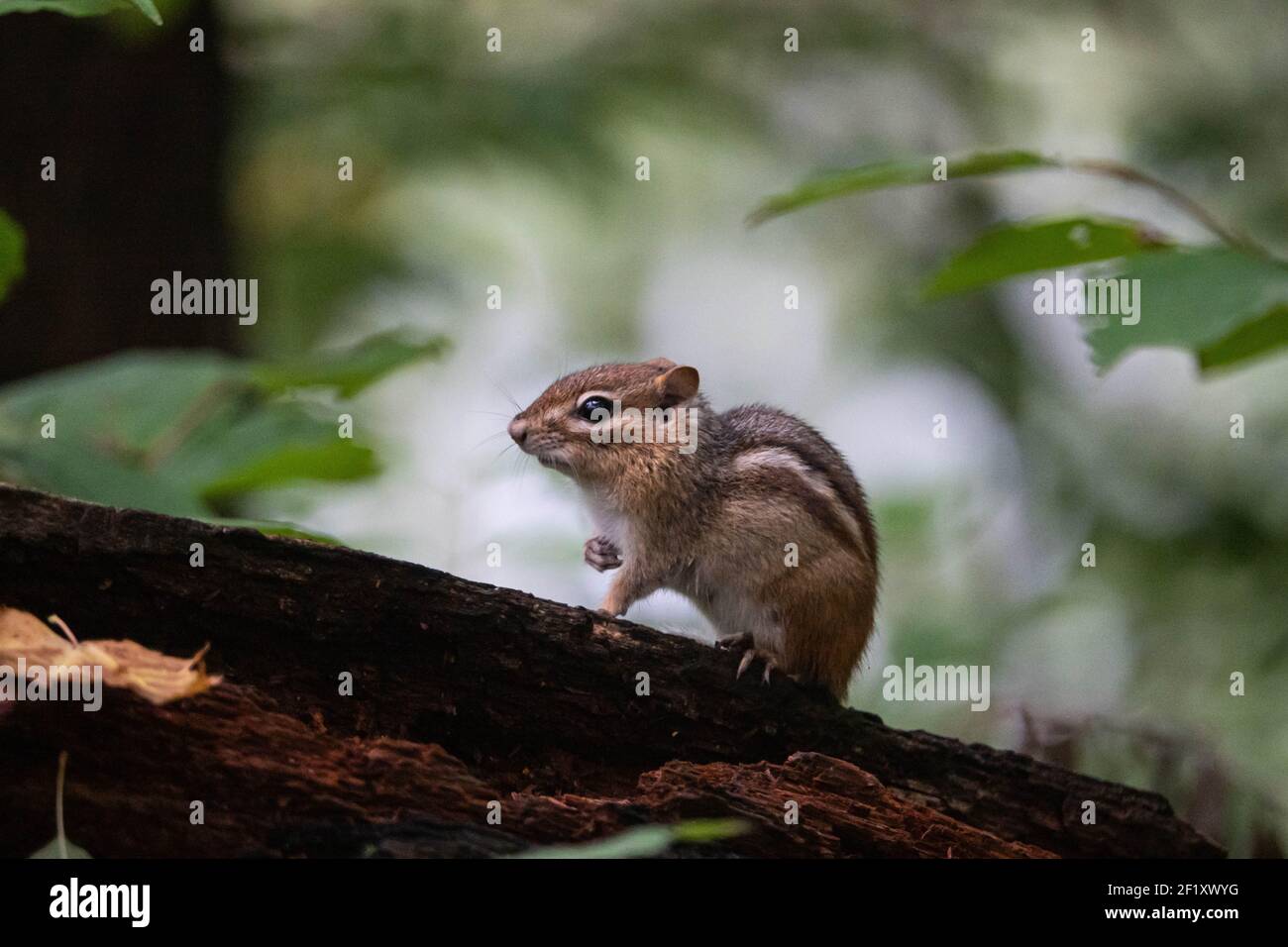 Chipmunk on log hi-res stock photography and images - Alamy