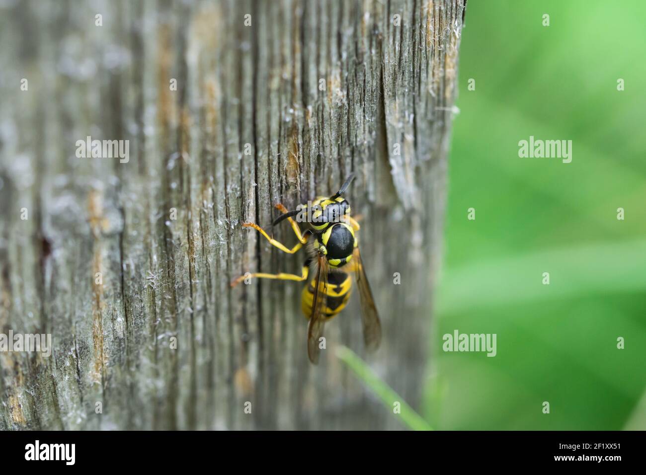 Yellowjacket usa hi-res stock photography and images - Alamy