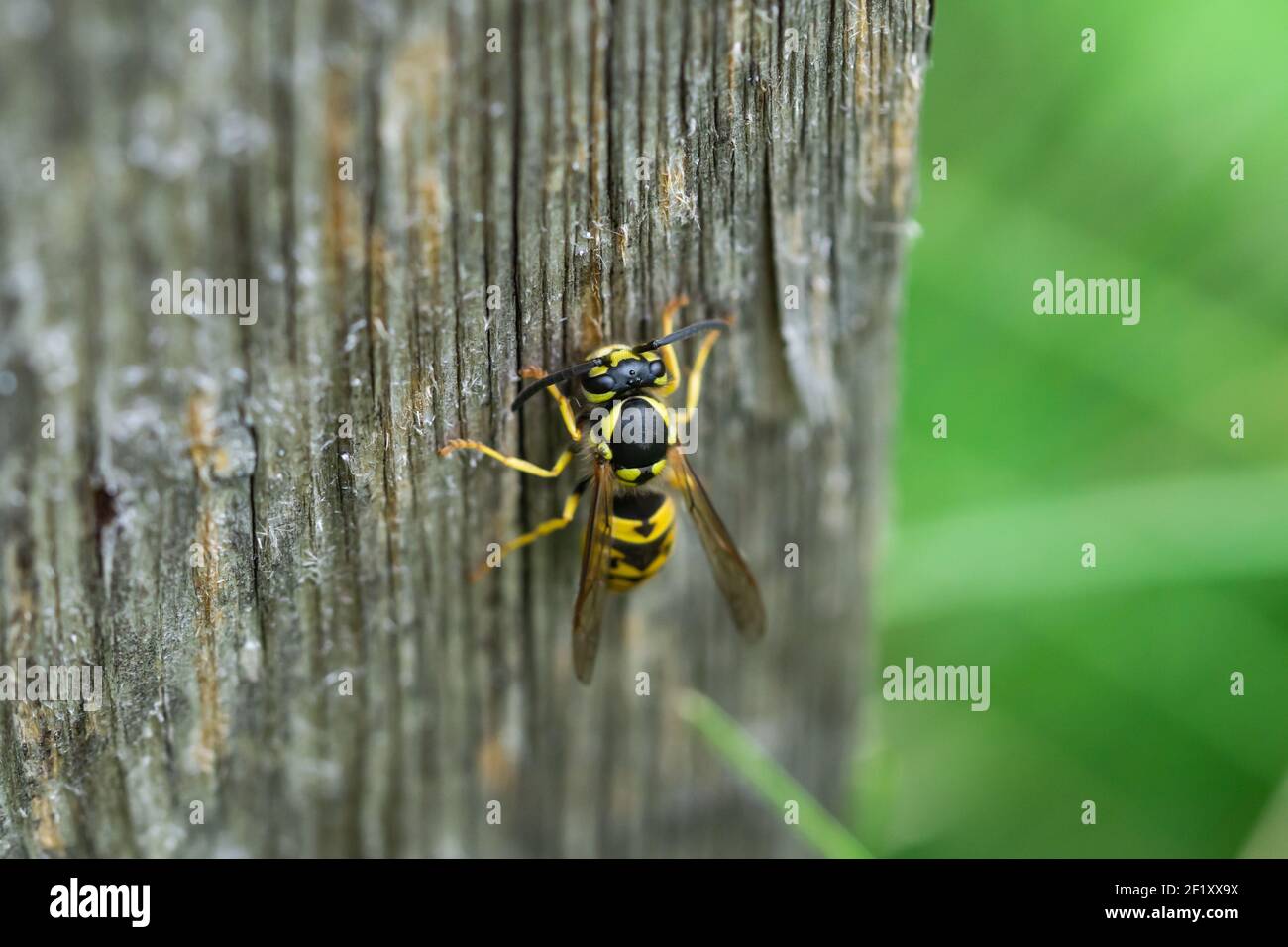 Yellowjacket usa hi-res stock photography and images - Alamy