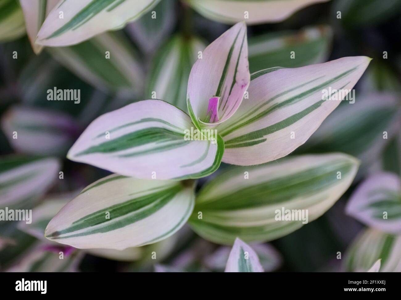 Beautiful green, white and purple color of Small-Leaf Spiderwort Nanouk ...